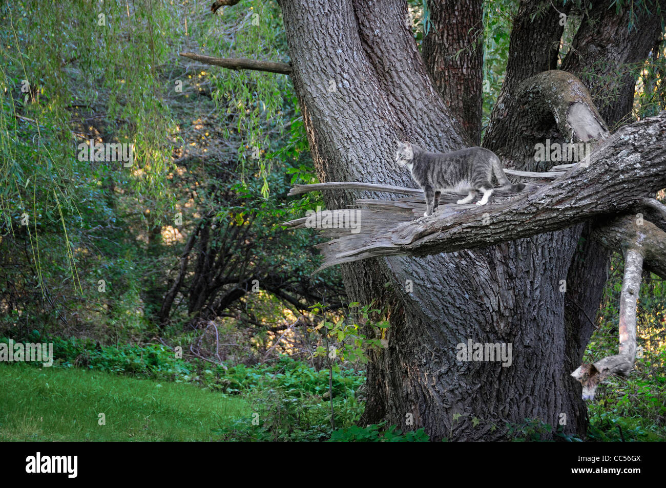 A cat perched on a broken tree limb Stock Photo - Alamy