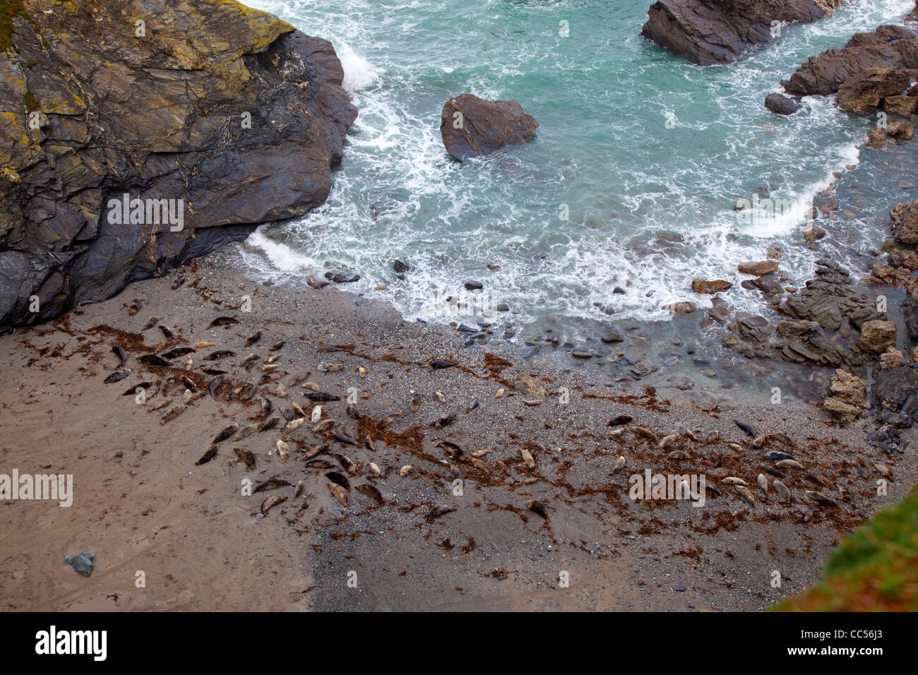 Mutton cove seals hi-res stock photography and images - Alamy