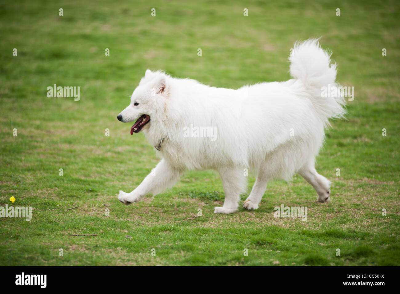 Samoyed hi-res stock photography and images - Alamy
