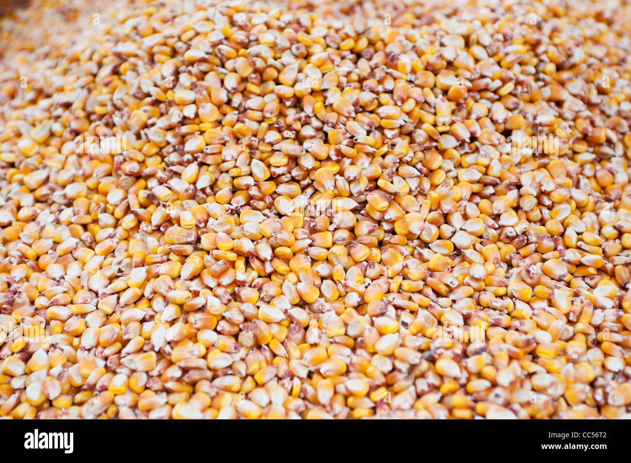 Corn texture hi-res stock photography and images - Alamy
