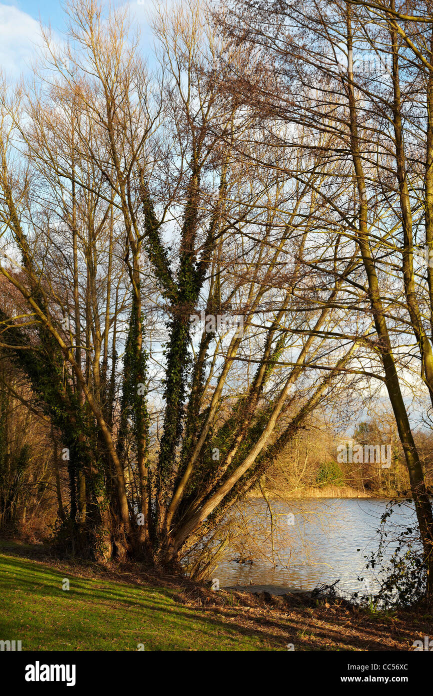 Common alder Alnus glutinosa Stock Photo - Alamy