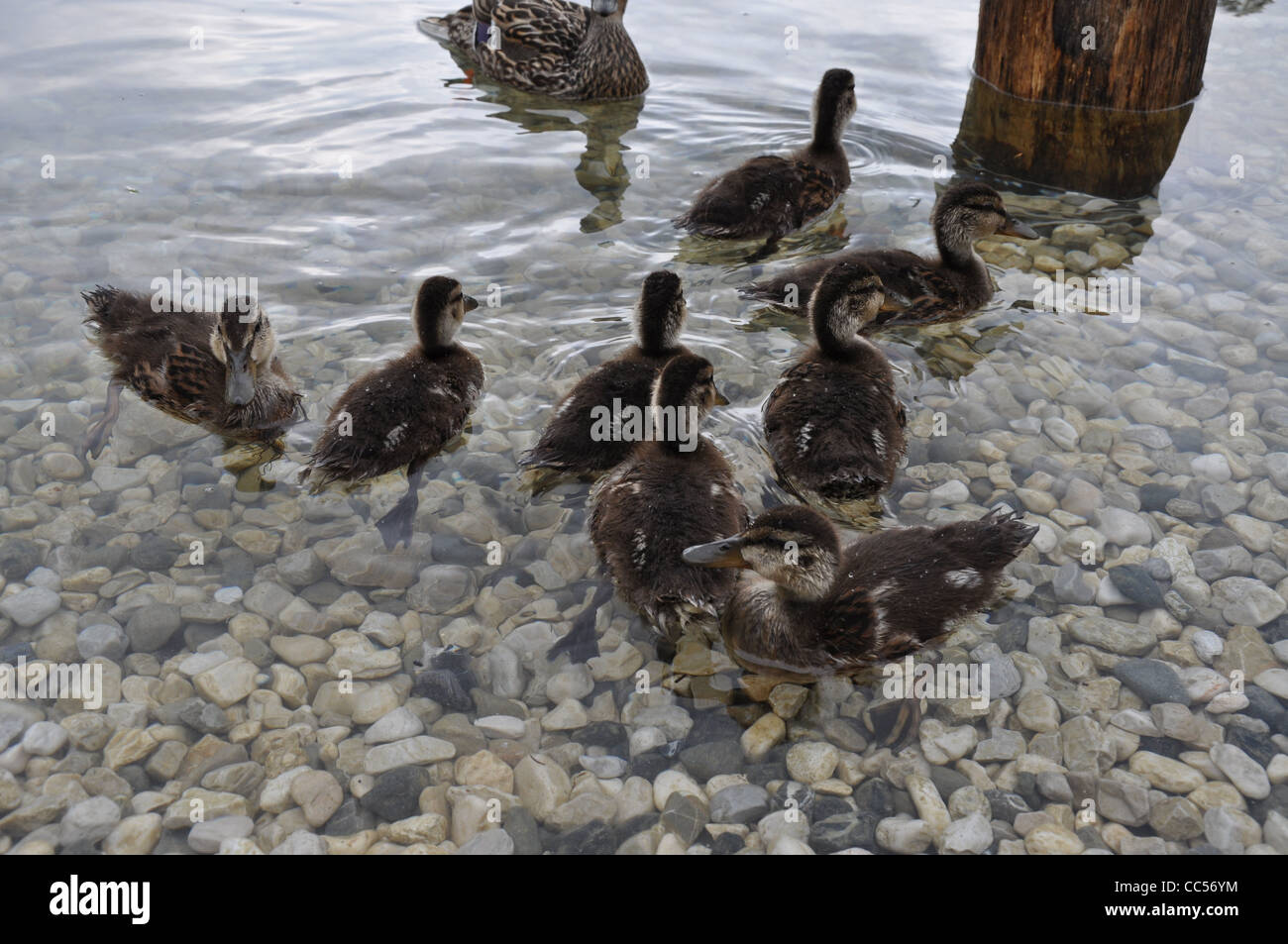 Duck sheep hi-res stock photography and images - Alamy