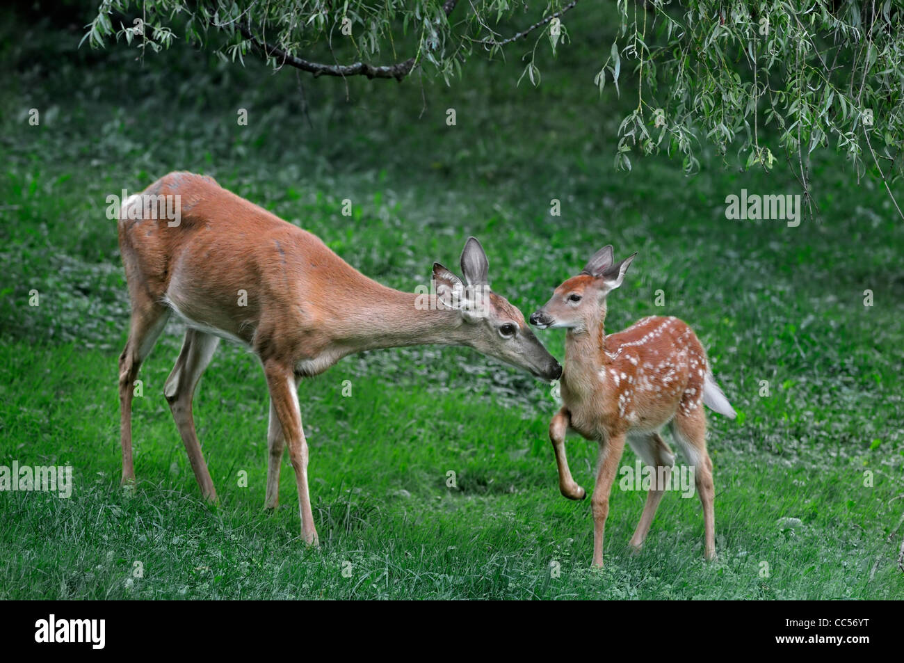 Doe and fawn white tailed deer hi-res stock photography and images - Alamy