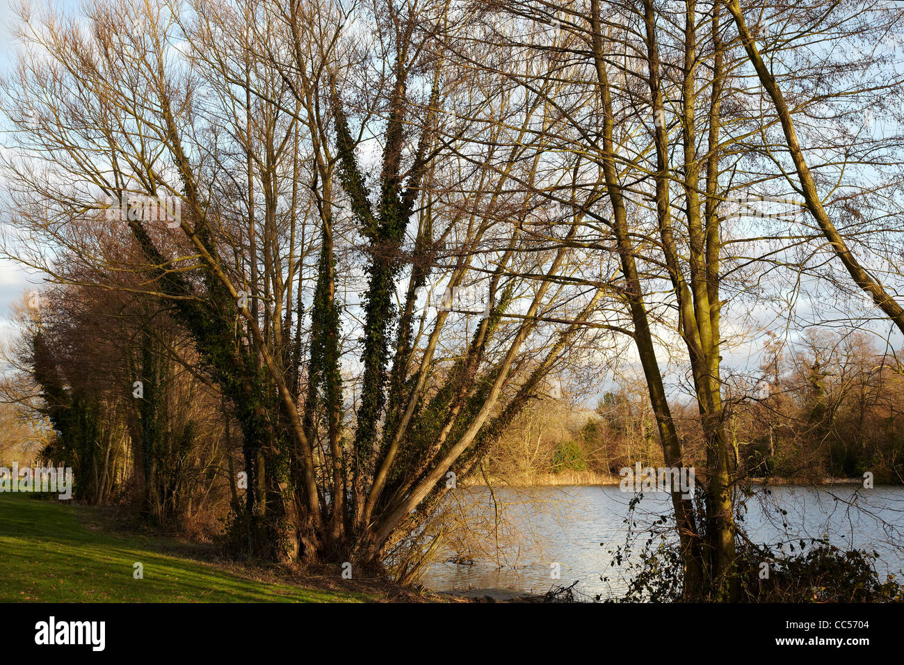 Common alder Alnus glutinosa Stock Photo - Alamy