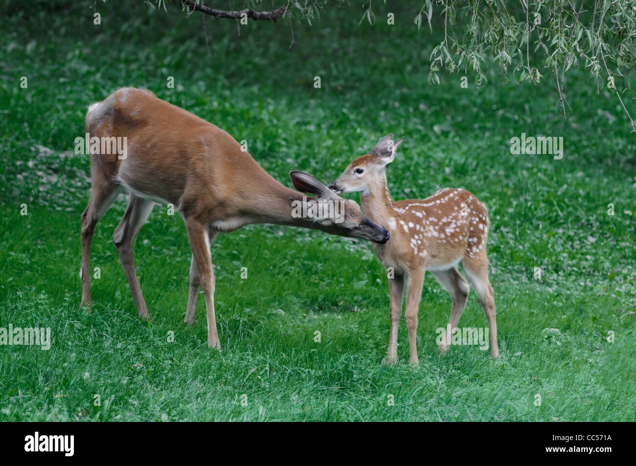 White tailed deer doe and fawn hi-res stock photography and images - Alamy