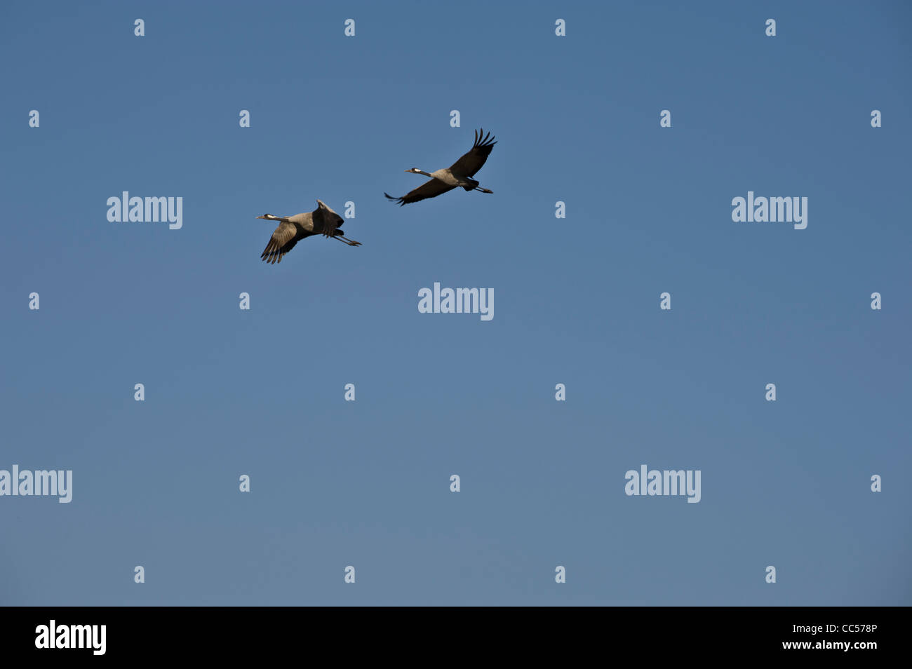 Hula Valley,Syrian- African Rift valley Stock Photo - Alamy