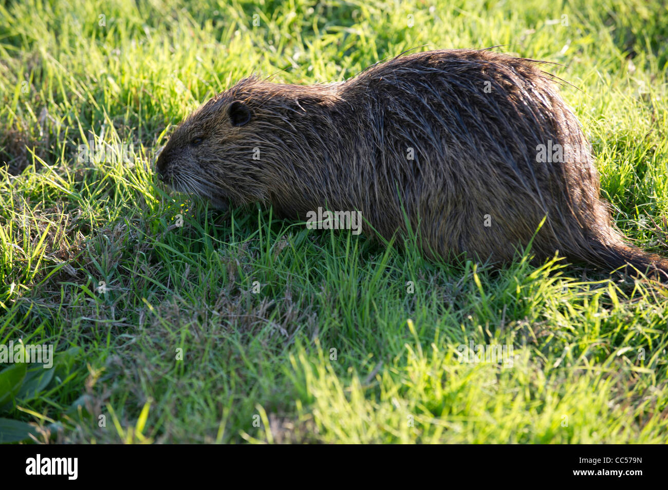 Hula Valley,Syrian- African Rift valley muskrat ( nutria Stock Photo ...