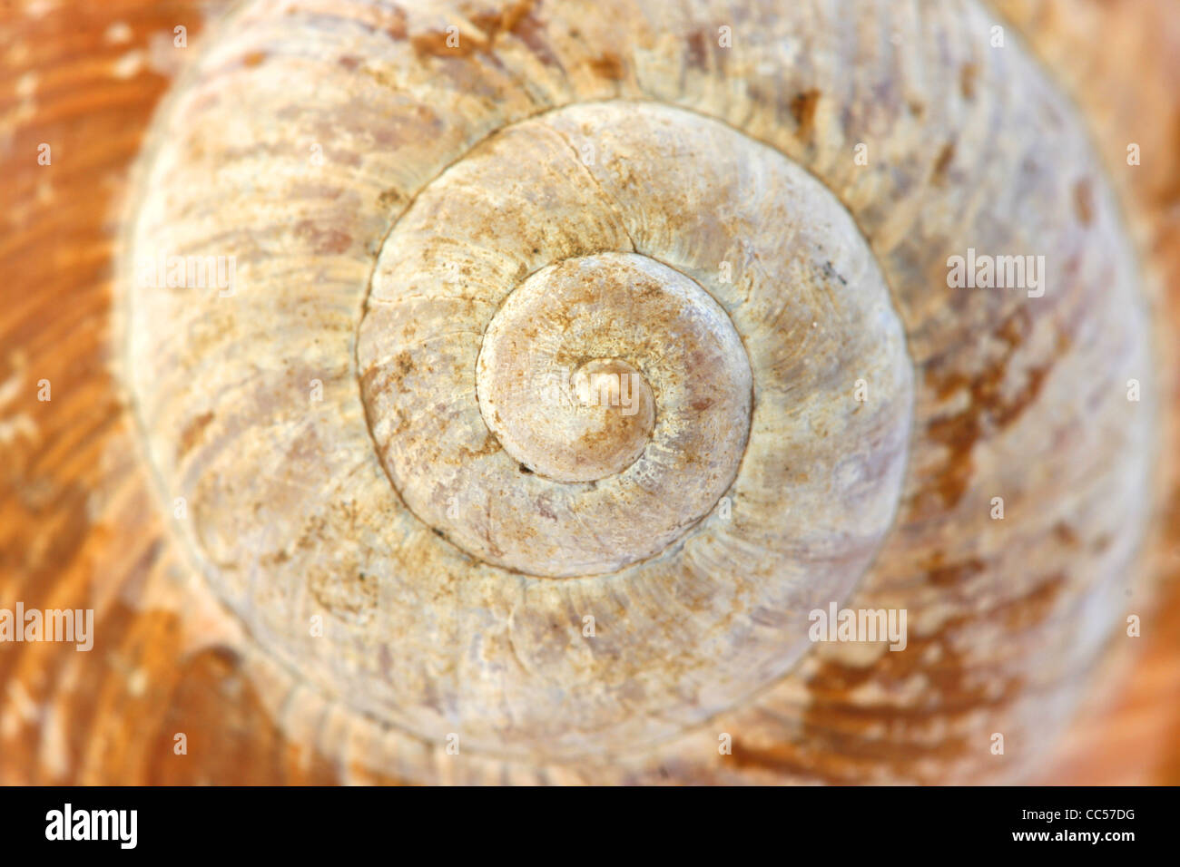 Golden snail spiral shell detail view Stock Photo - Alamy