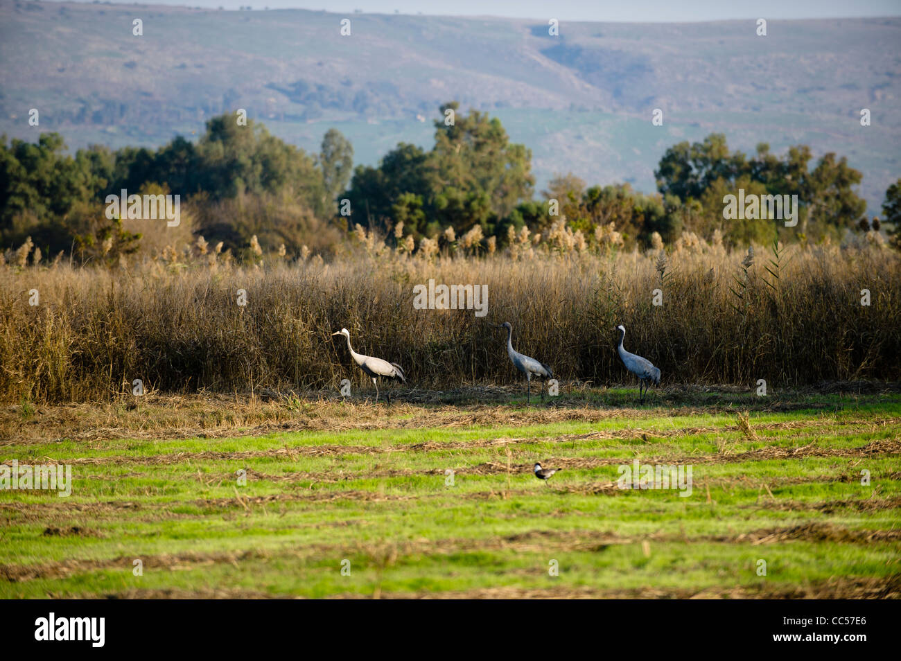 Hula Valley,Syrian- African Rift valley Stock Photo - Alamy