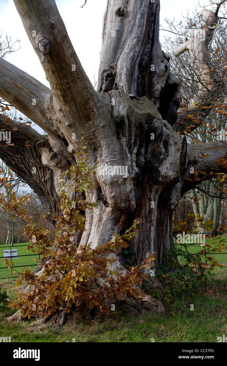 Ancient sweet chestnut tree hi-res stock photography and images - Alamy