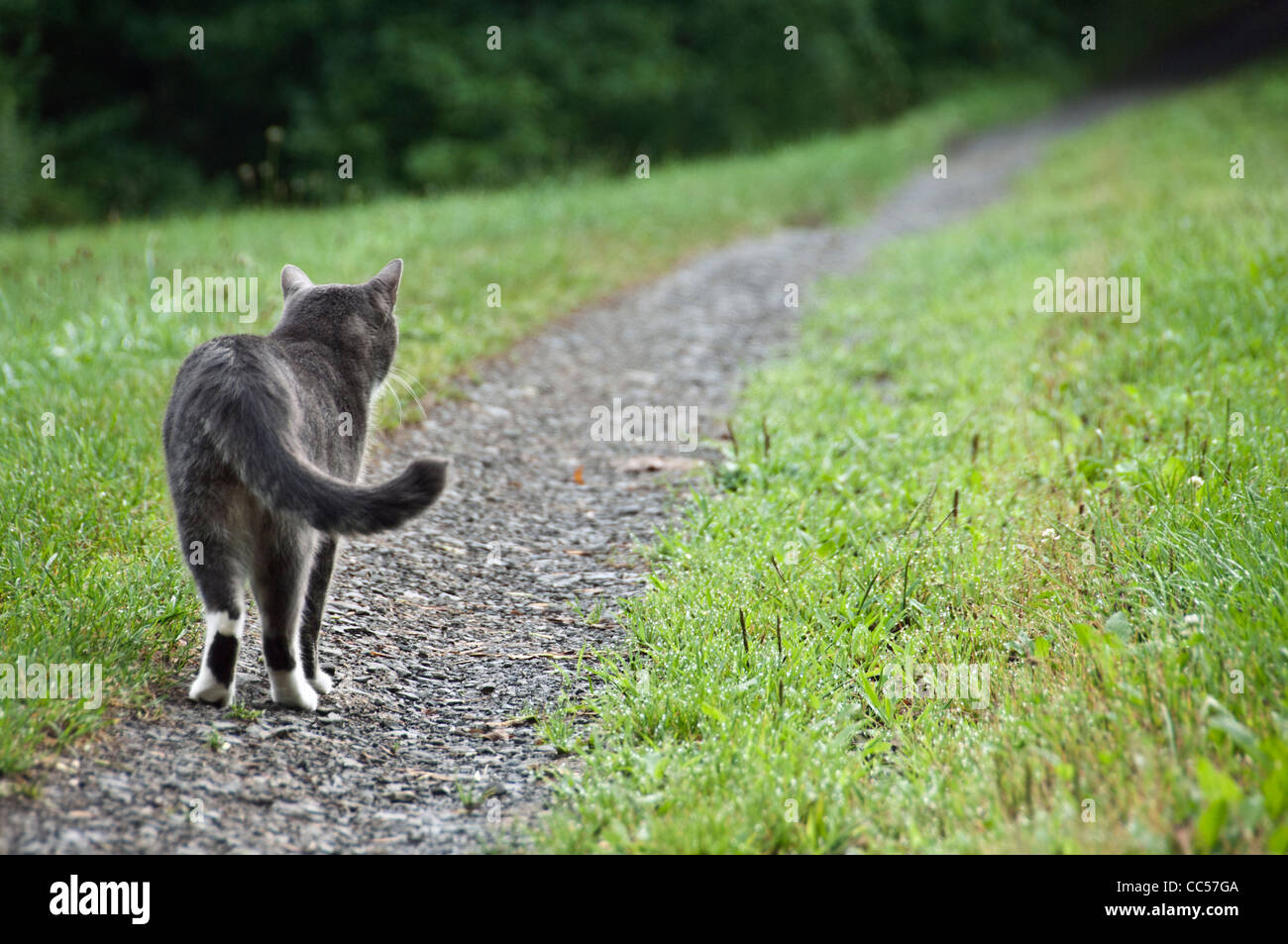 a tabby cat walking down a long path seen from behind Stock Photo - Alamy