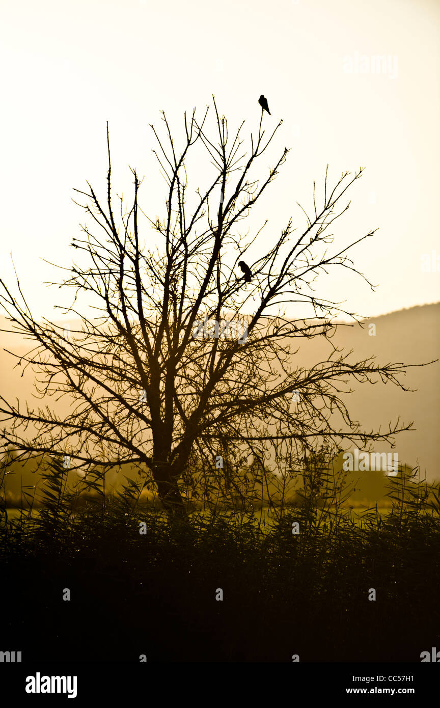 Hula Valley,Syrian- African Rift valley Stock Photo - Alamy
