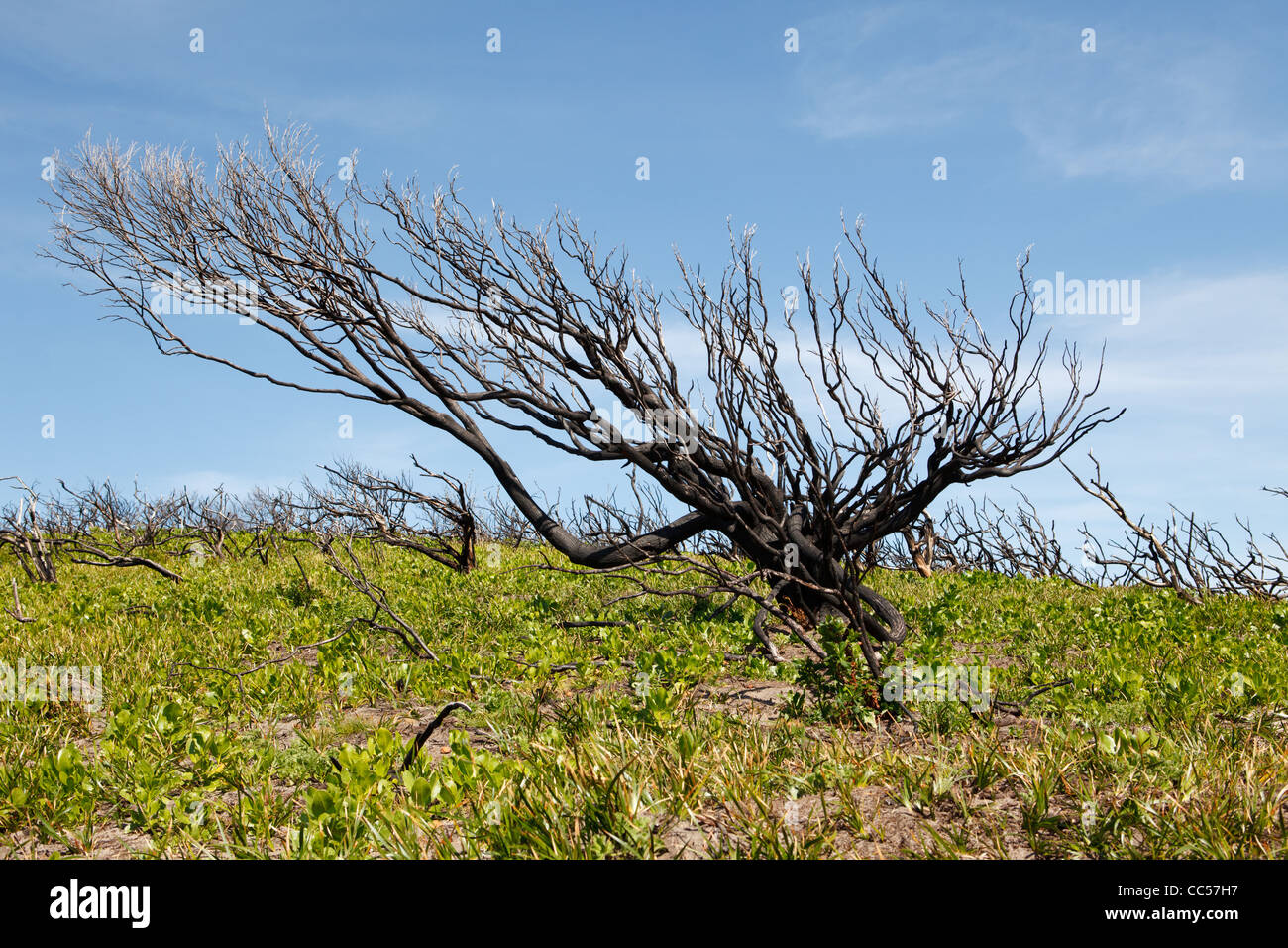 Australian bushfire recovery hi-res stock photography and images - Alamy