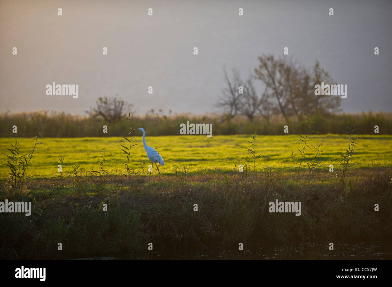 Hula Valley,Syrian- African Rift valley Stock Photo - Alamy