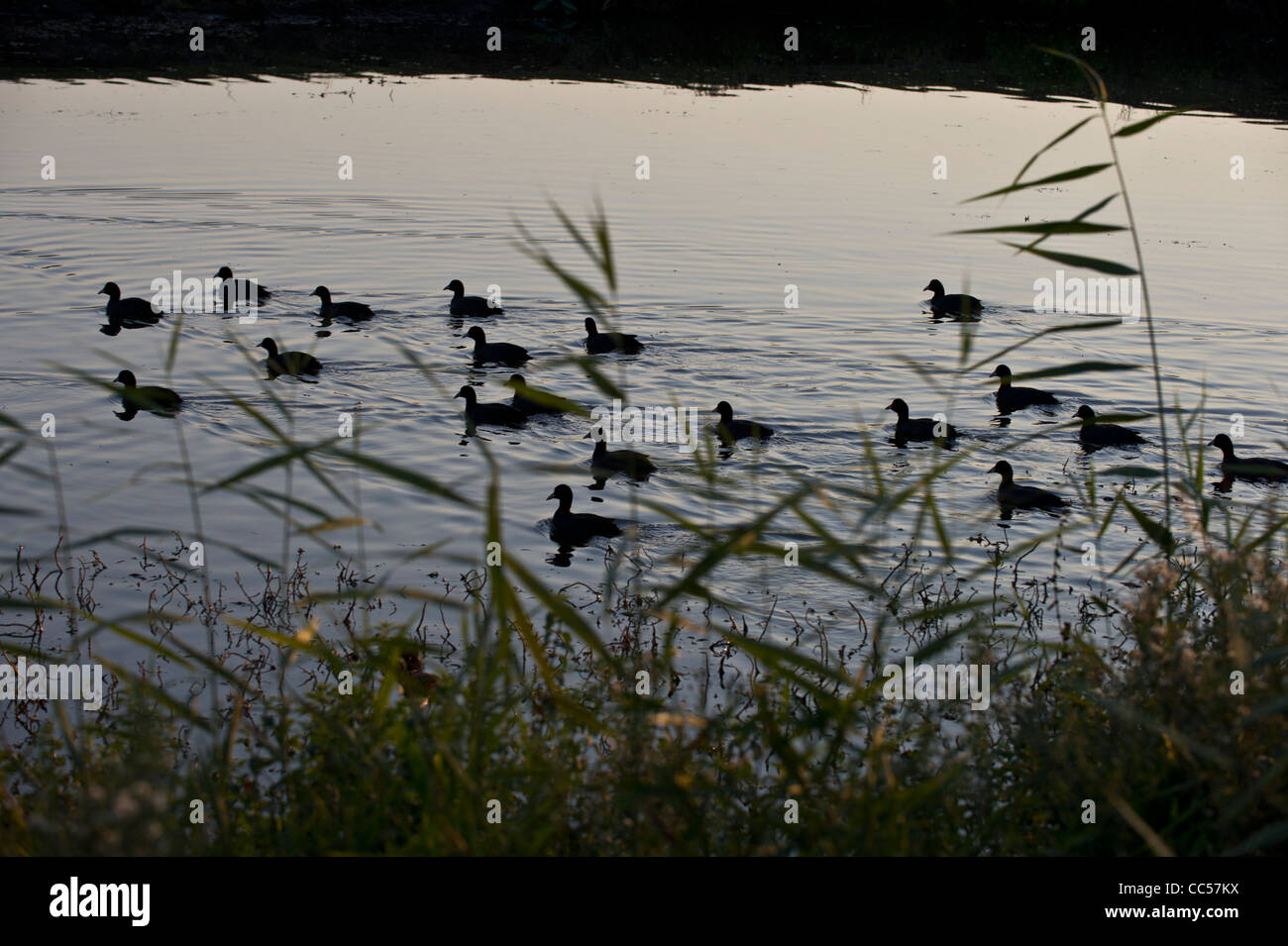 Hula Valley,Syrian- African Rift valley Stock Photo - Alamy