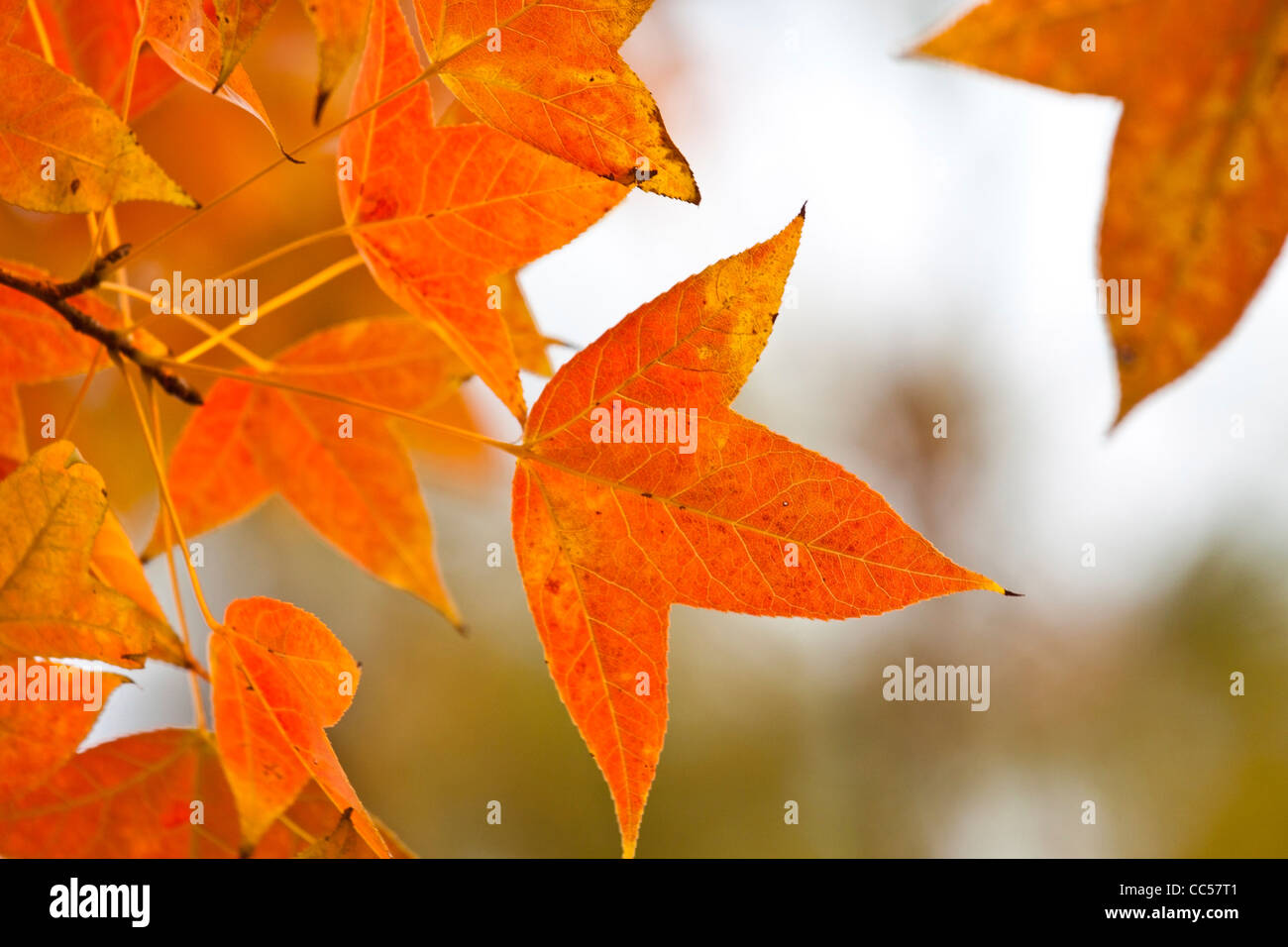 Red leaves background in forest Stock Photo - Alamy