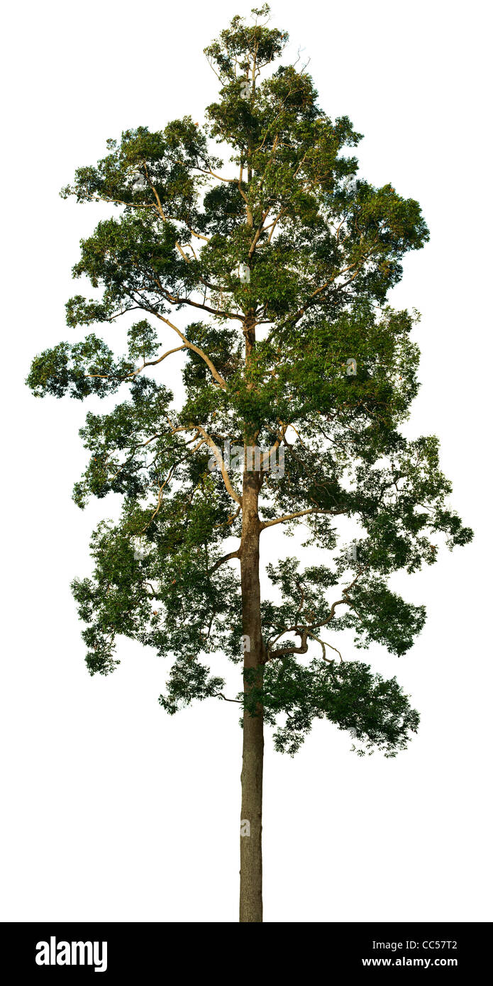 Crown of big tree isolated on white background Stock Photo - Alamy