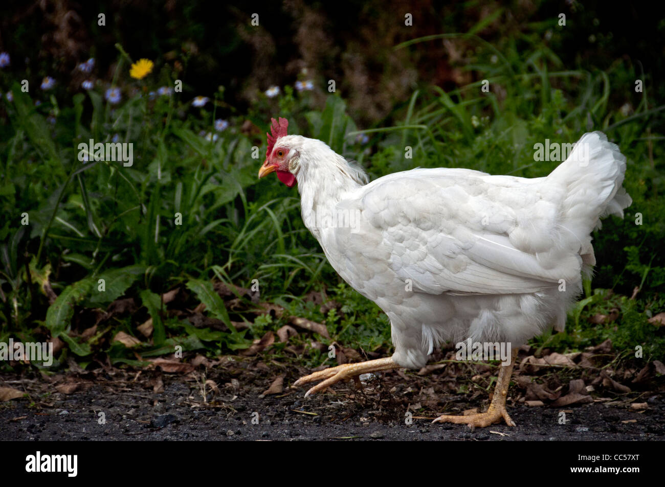 a white chicken or hen walking on a road Stock Photo - Alamy