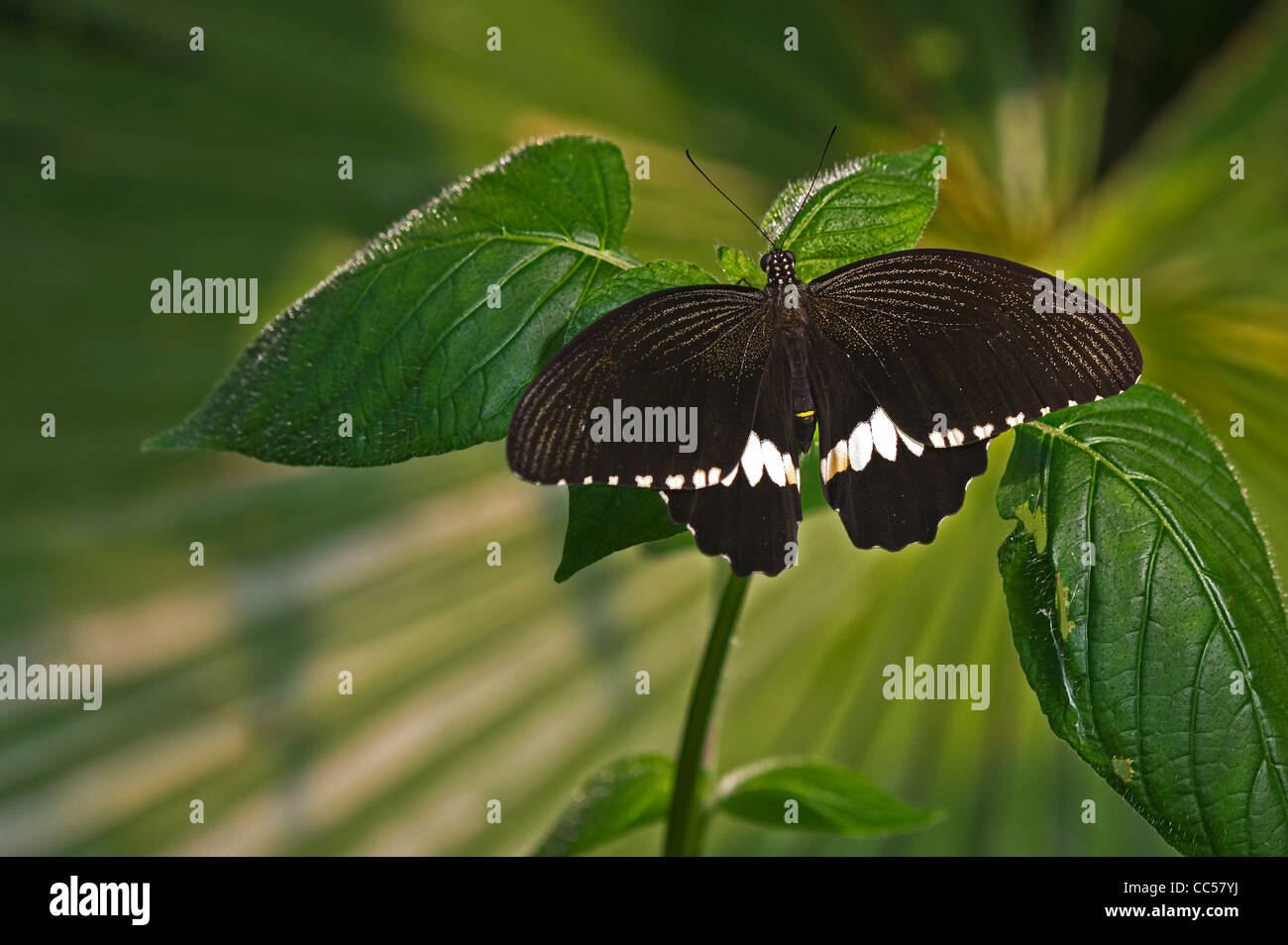 A Common Mormon butterfly at rest Stock Photo - Alamy