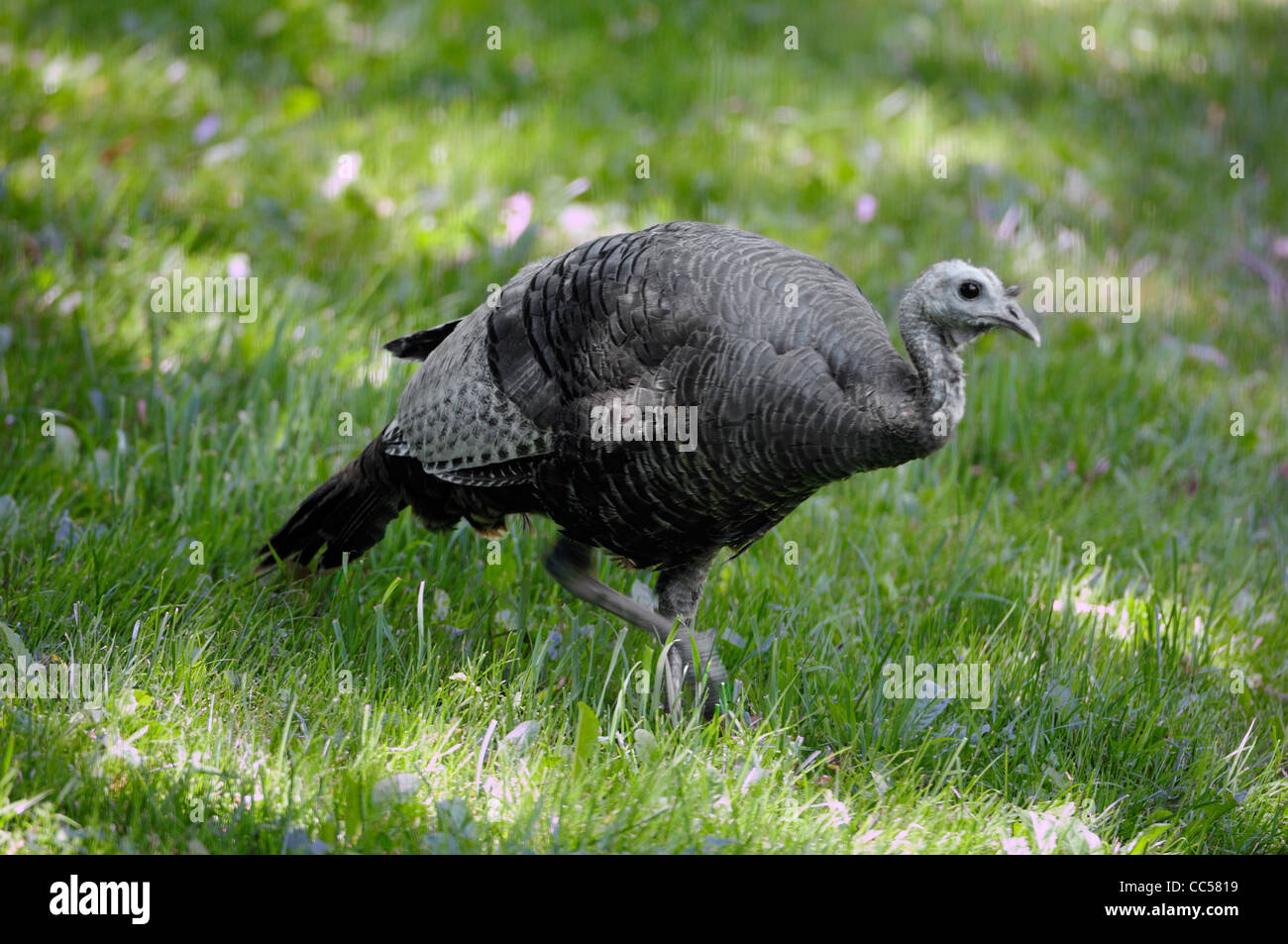 Turkey standing hi-res stock photography and images - Alamy