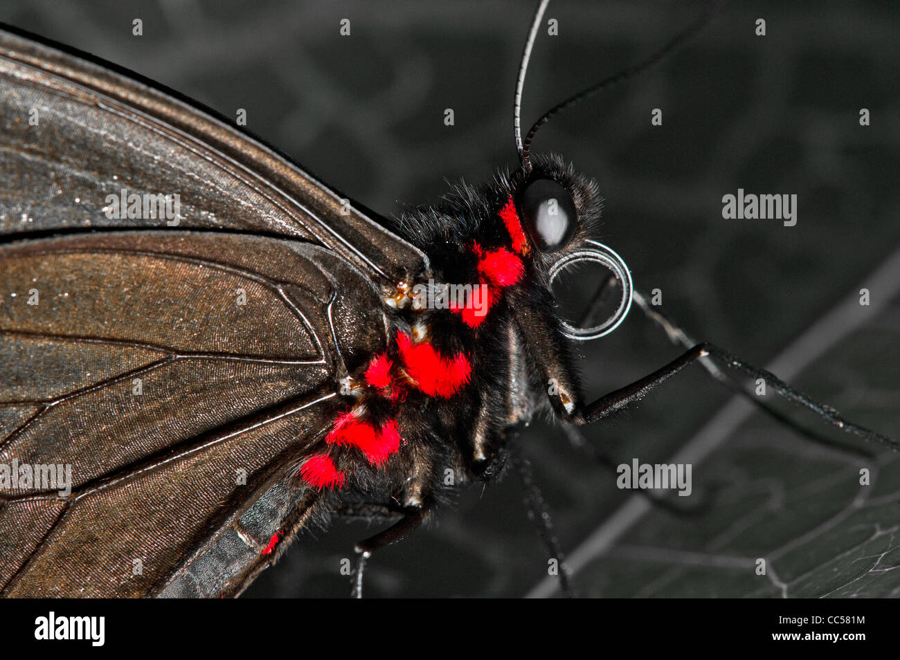 Parides hi-res stock photography and images - Alamy