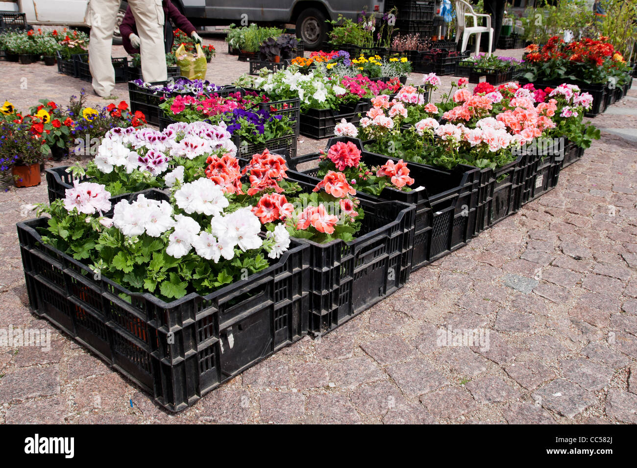 Spring flowers in boxes at an outdoor flower market Stock Photo - Alamy