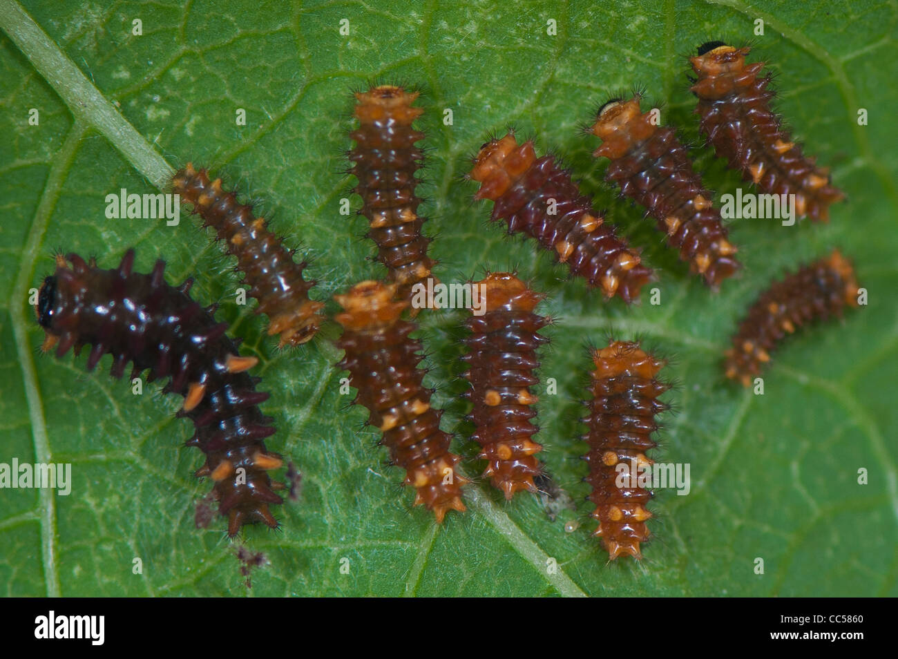 Larvae parides sesostris hi-res stock photography and images - Alamy