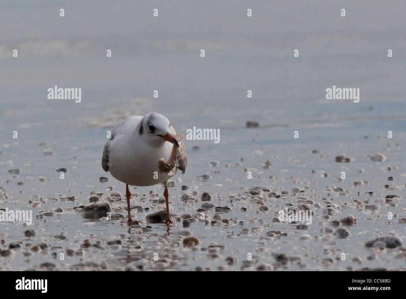 Black-headed Gull eating fish Stock Photo - Alamy