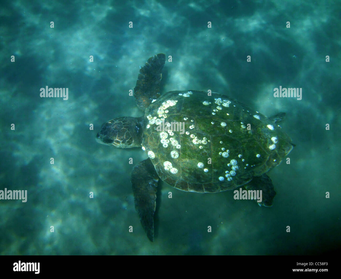 Giant turtles in Greek waters, Zakynthos Stock Photo - Alamy