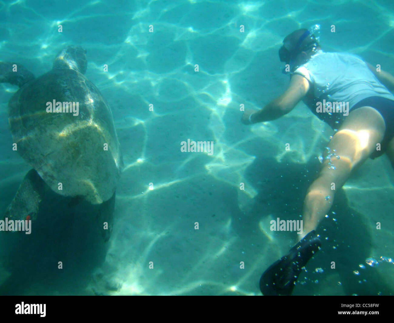 Giant sea turtles hi-res stock photography and images - Alamy
