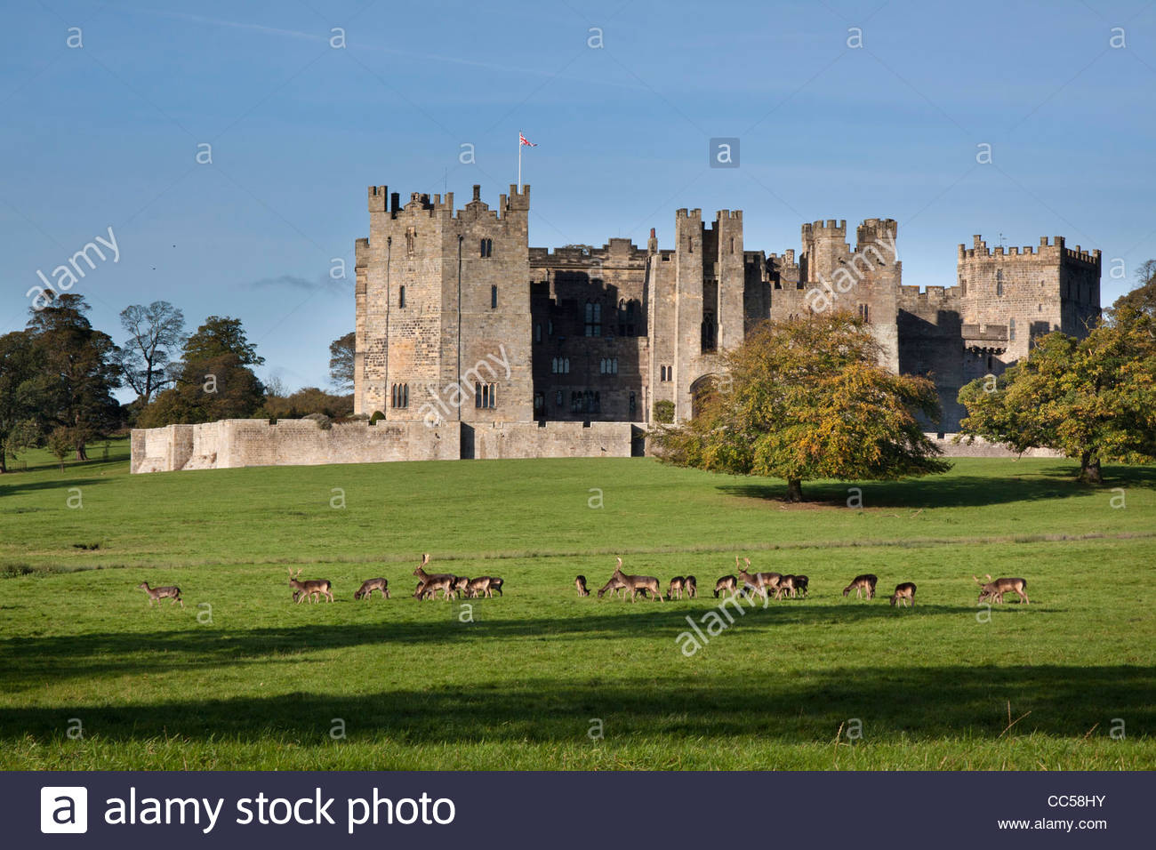 Raby Castle, Staindrop, Co Durham, England, UK - Deer in the Stock ...
