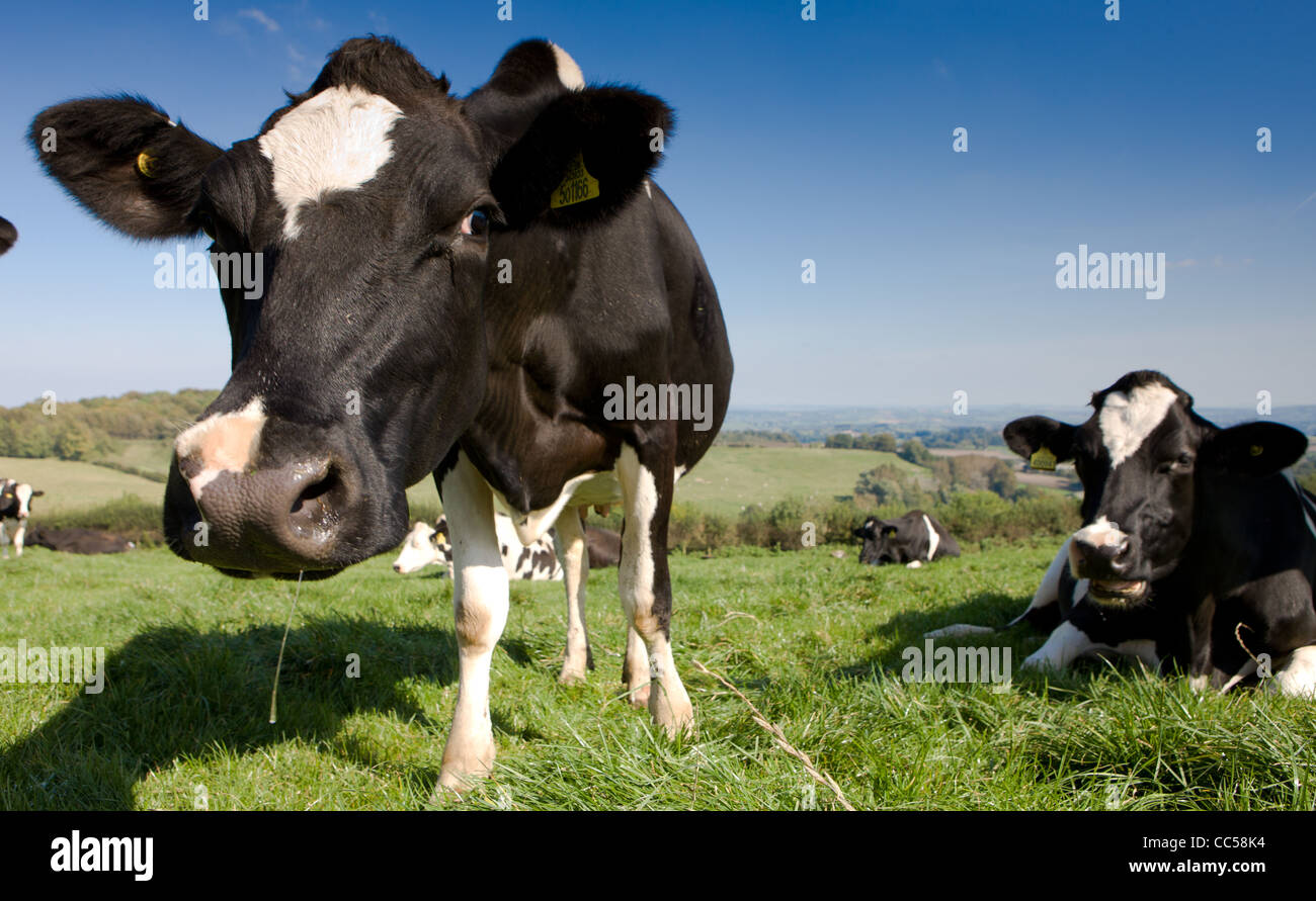 Dairy cows ina beautiful green field with blue sky in the Westcounty ...