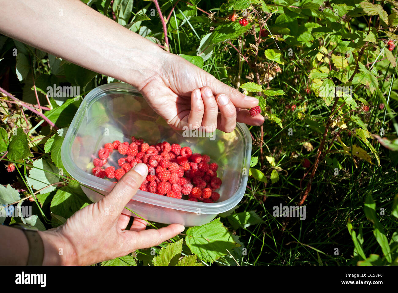 Pick fruit hi-res stock photography and images - Alamy