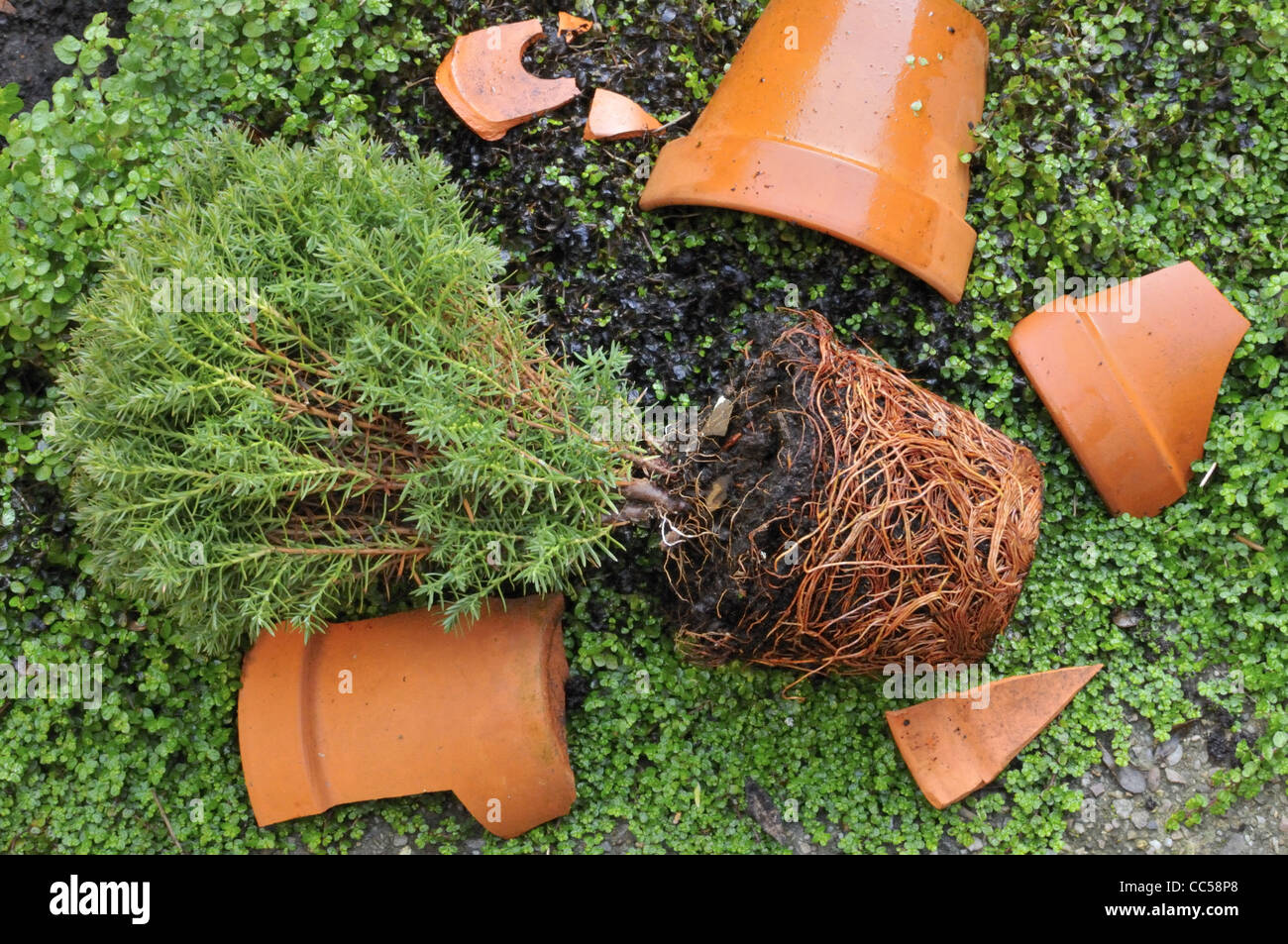 Broken Pot With Plant High Resolution Stock Photography and Images - Alamy