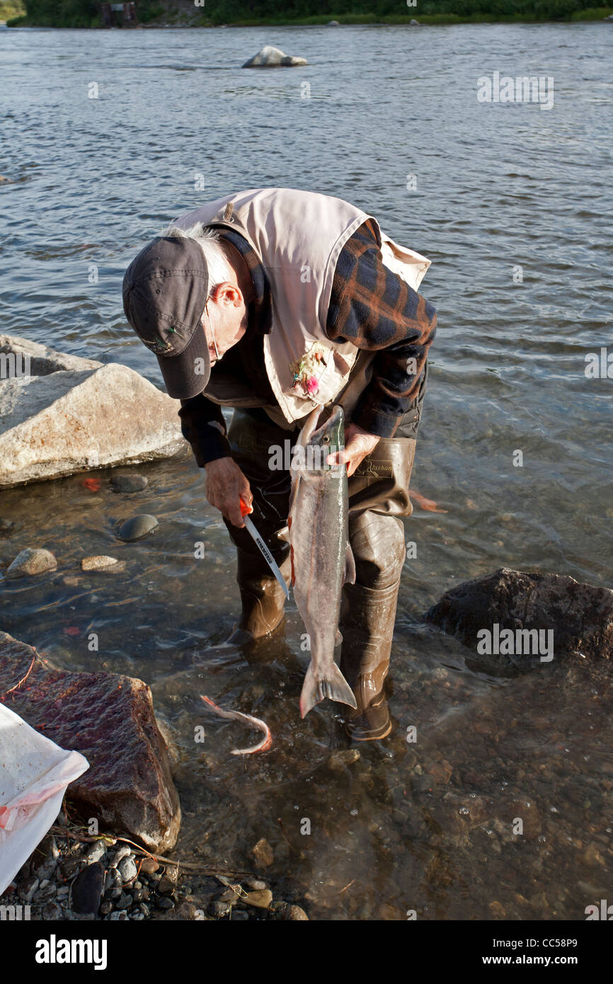 Fisherman cleaning a salmon. Copper river. Alaska. USA Stock Photo - Alamy