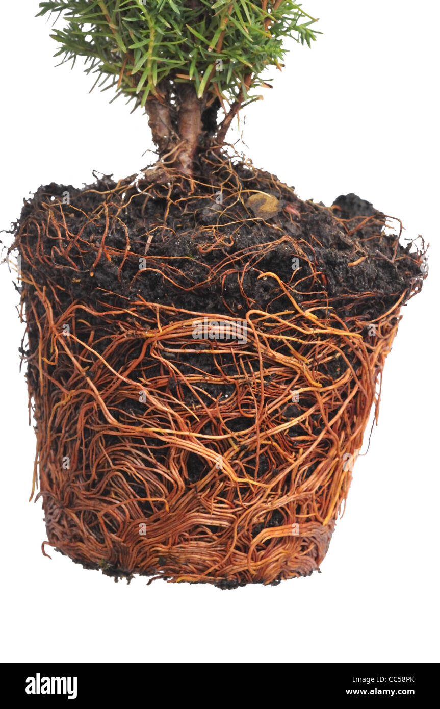 Conifer thuja occidentalis hi-res stock photography and images - Alamy