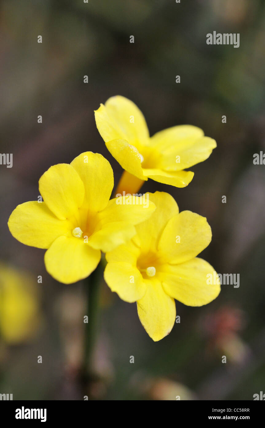 Winter jasmine hi-res stock photography and images - Alamy