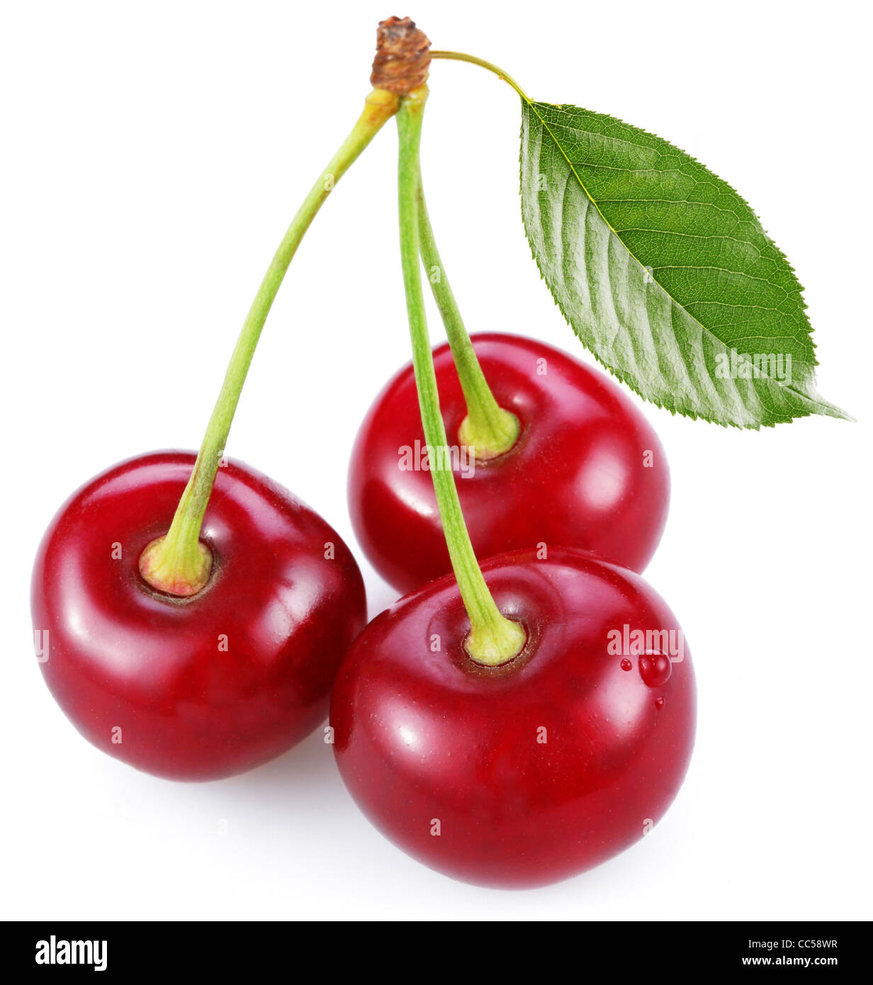 Three perfect sweet cherries with the leaf isolated on a white ...