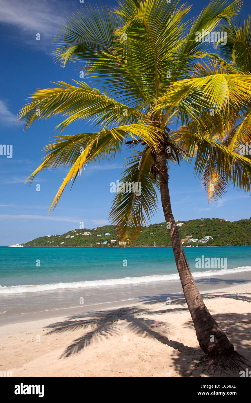 Palm trees on sandy beach hi-res stock photography and images - Alamy
