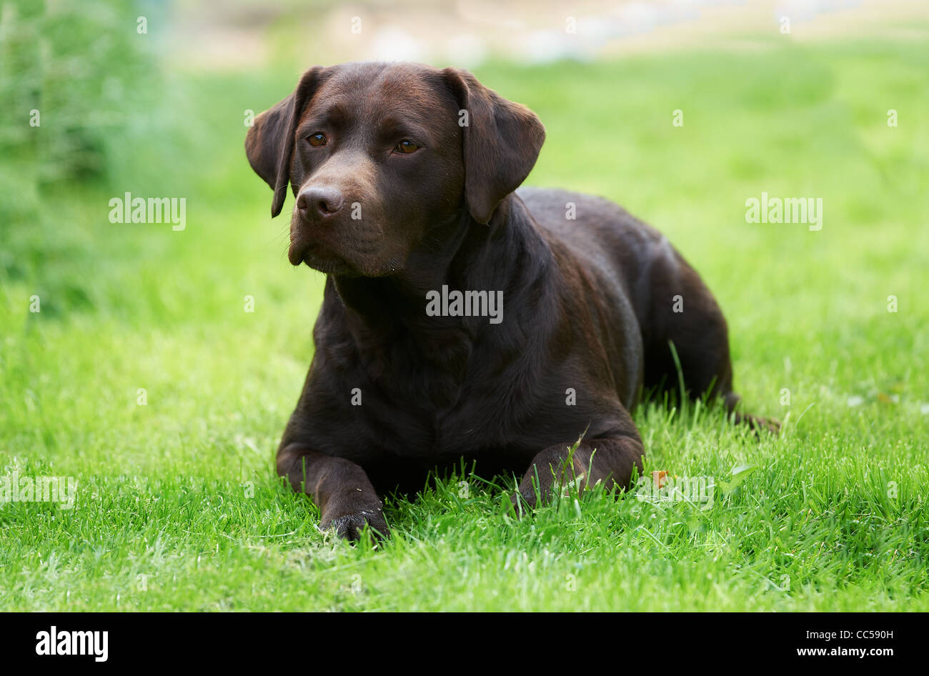 Chocolate Labrador, attentive in the back garden Stock Photo - Alamy