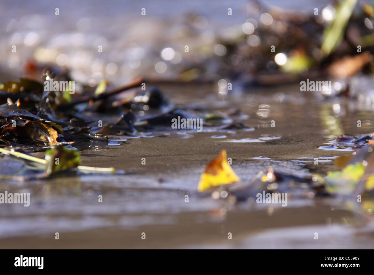 Autumn beach hi-res stock photography and images - Alamy