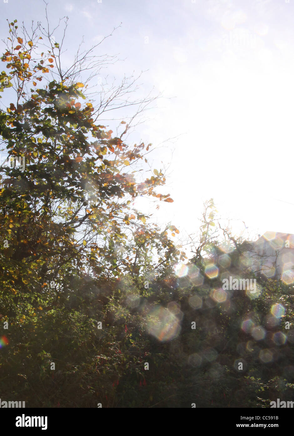Sunshine through the trees Stock Photo - Alamy
