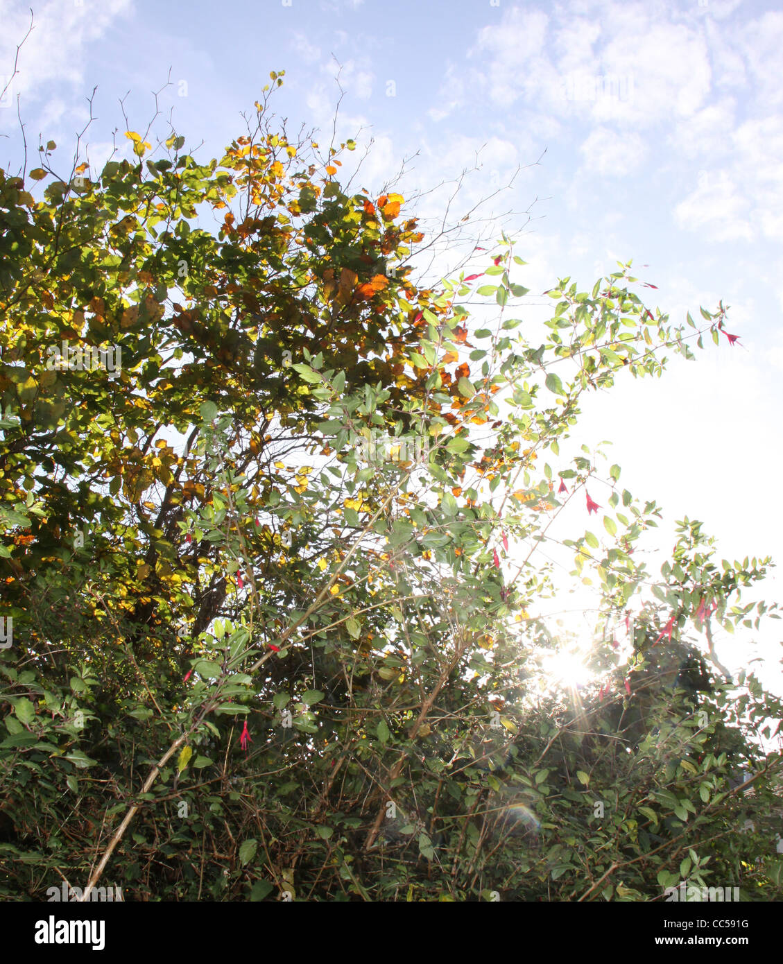 Sunshine through the trees Stock Photo - Alamy
