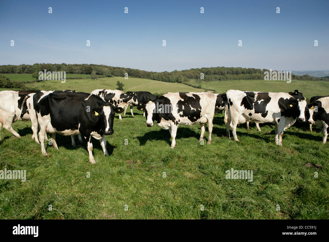 Dairy cows ina beautiful green field with blue sky in the Westcounty ...