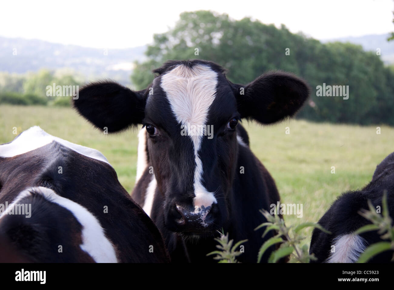 Cow in a field Stock Photo - Alamy