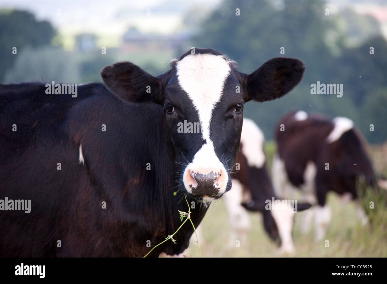 Cow chewing grass hi-res stock photography and images - Alamy