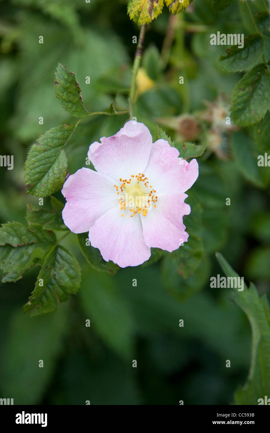 Blackberry flower hi-res stock photography and images - Alamy