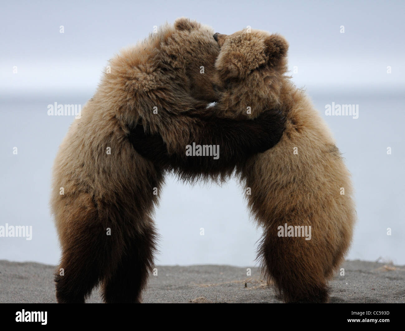 Two brown bear cubs ( Ursus arctos ) enjoy romping together Stock Photo ...