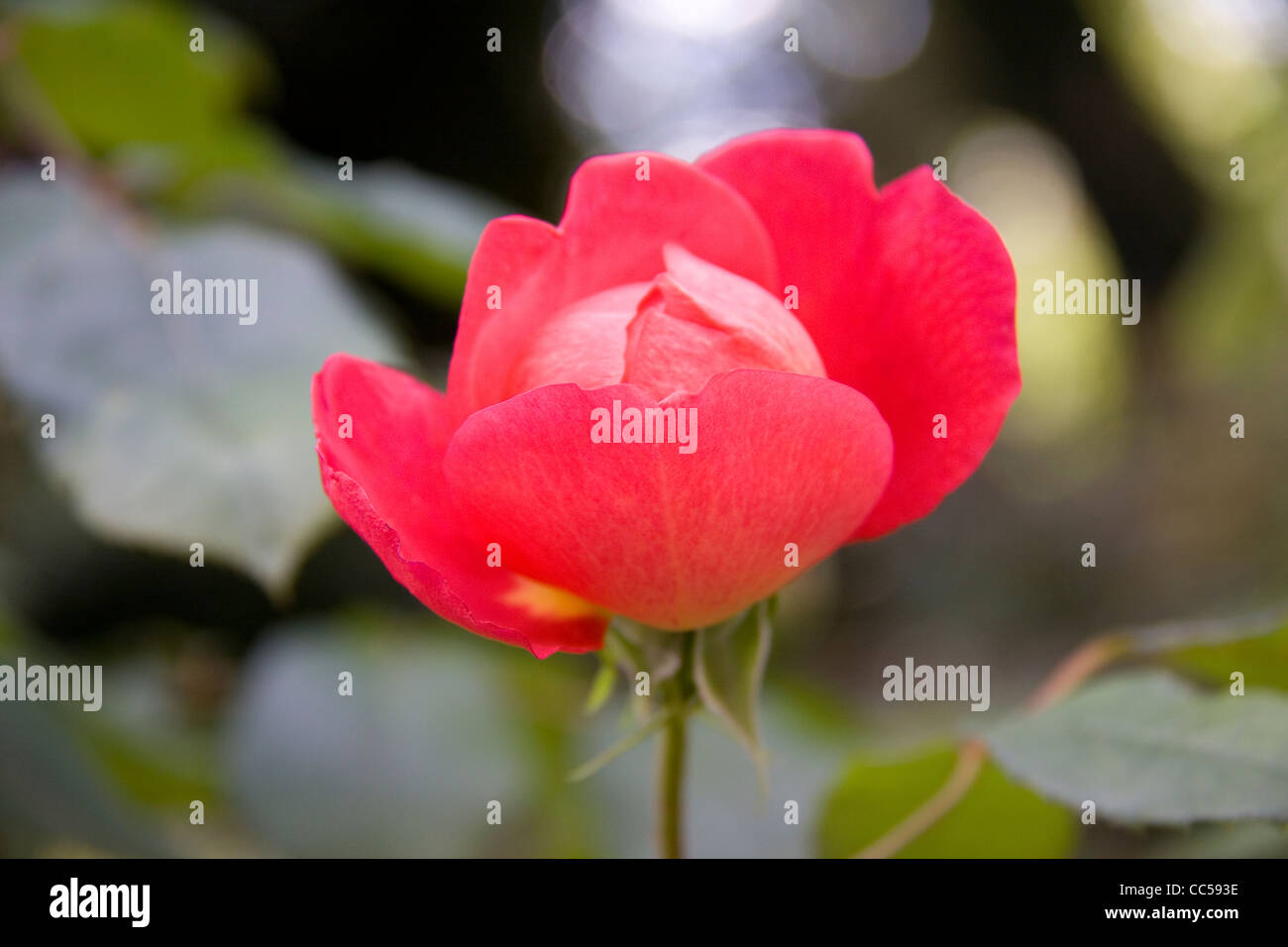 Red rose bud Stock Photo - Alamy
