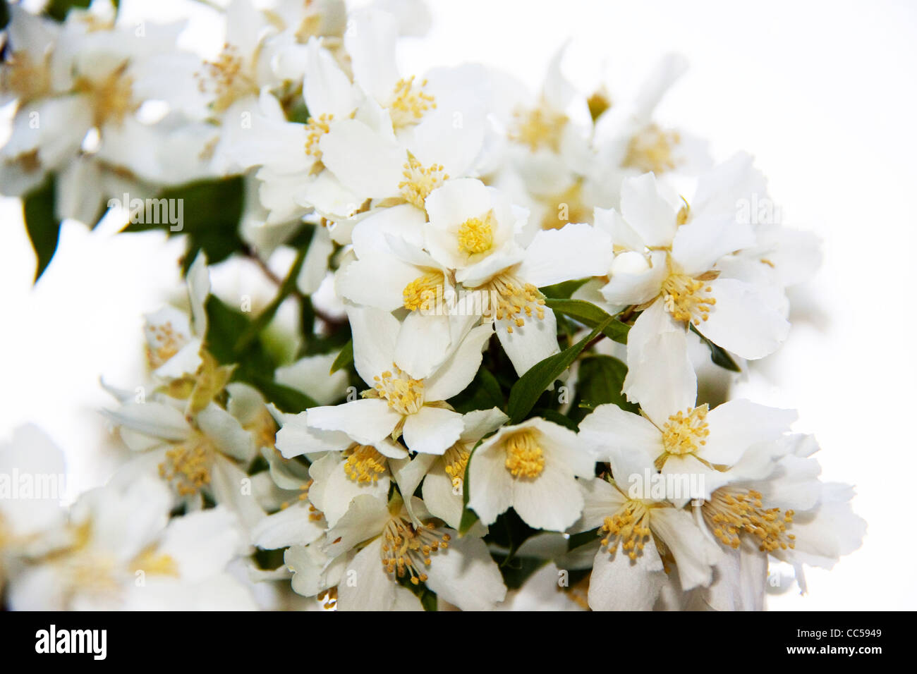 White flowers in bloom Stock Photo - Alamy